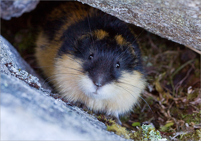 Leminzi su po prirodi društvena bića. Nikad ih ne bi trebalo držati ...