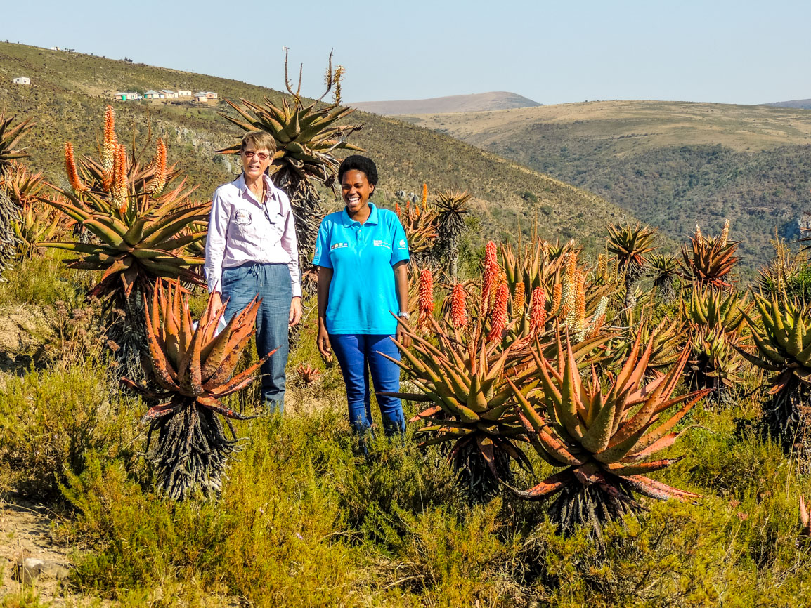 Pondoland C.R.E.W. Blog: Exploring a "new" Aloe Ridge in the Eastern ...