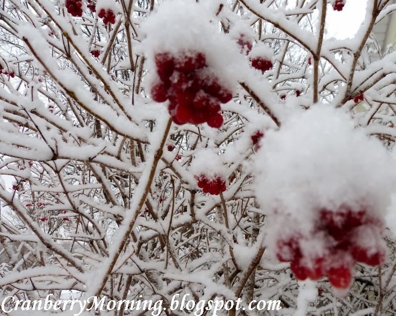 Cranberry Morning: Winter Wonderland Arrived December 3-4