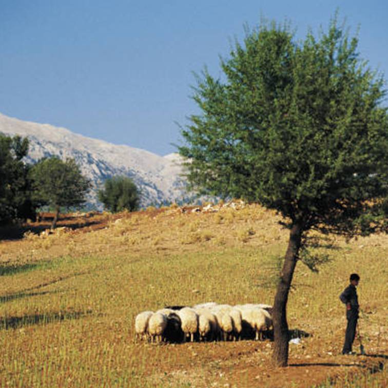 Epitome: Ezekiel 34 – The Only True Shepherd