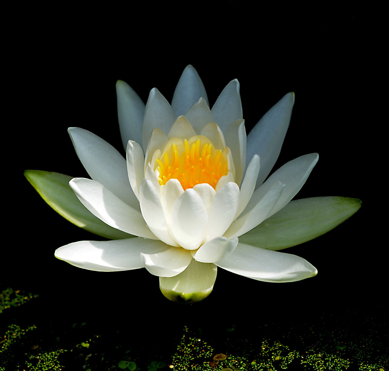 Indiana Plant A Day: American White Waterlily
