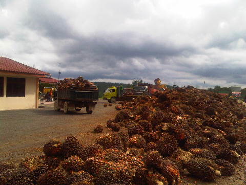 ainzarith: KILANG SAWIT???? - FELDA TROLAK UTARA