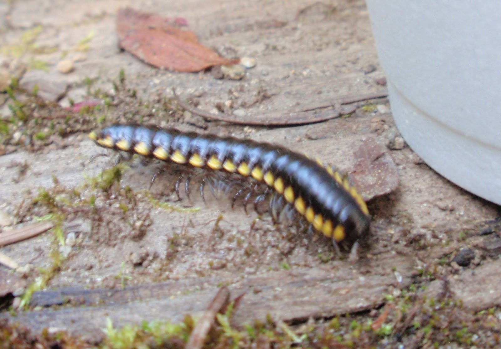 Holly's Pacific Northwest Garden