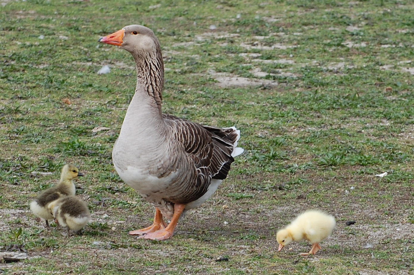 Urban Wildlife Guide: Happy Easter!