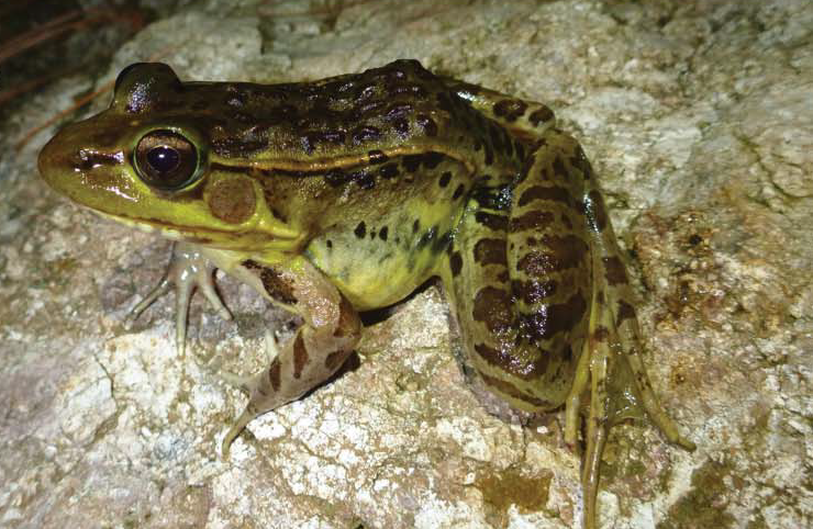 Sciency Thoughts: Rana lenca: A new species of Leopard Frog from the ...
