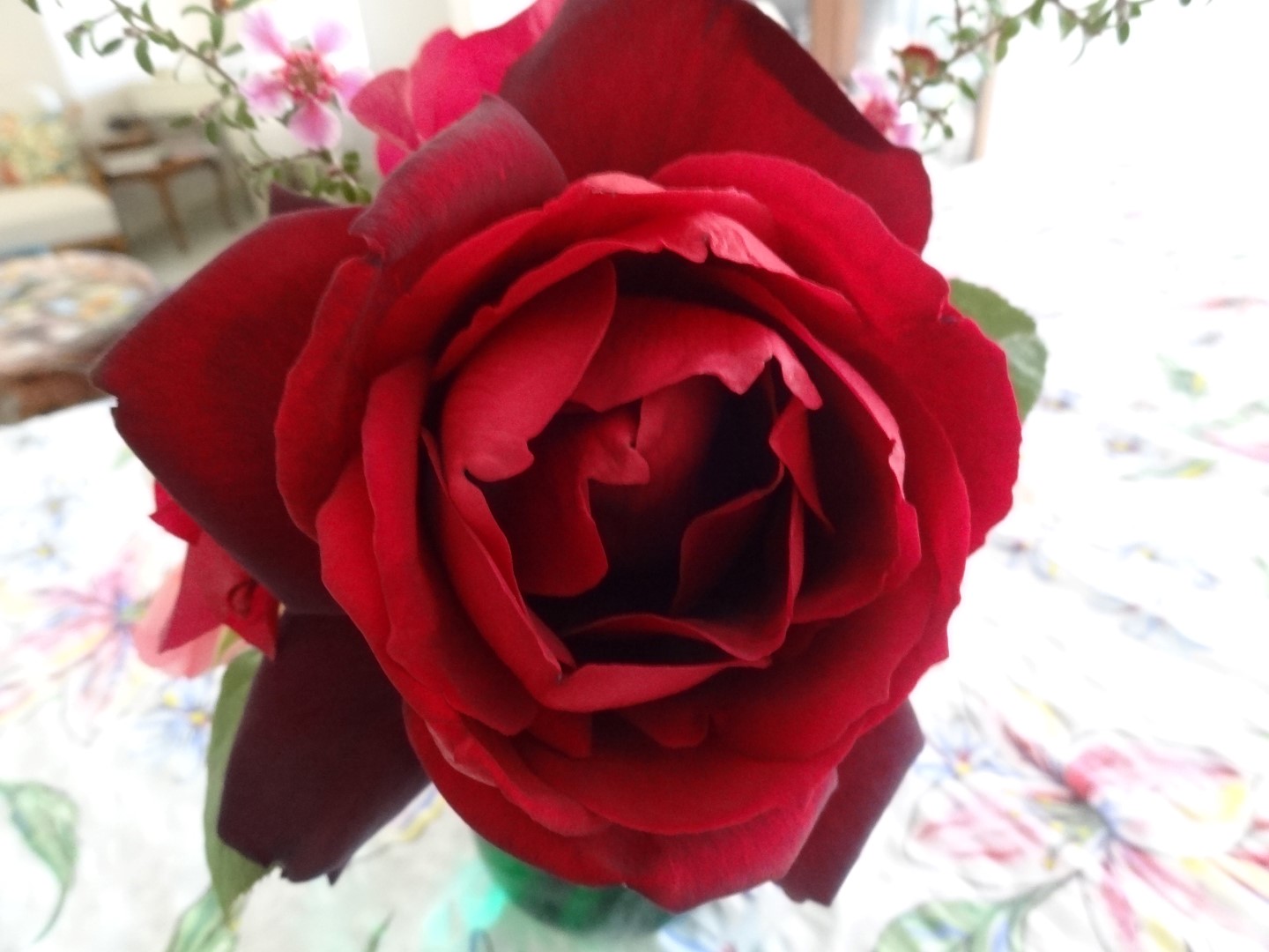 Red Cardinal: ROSE TRIO