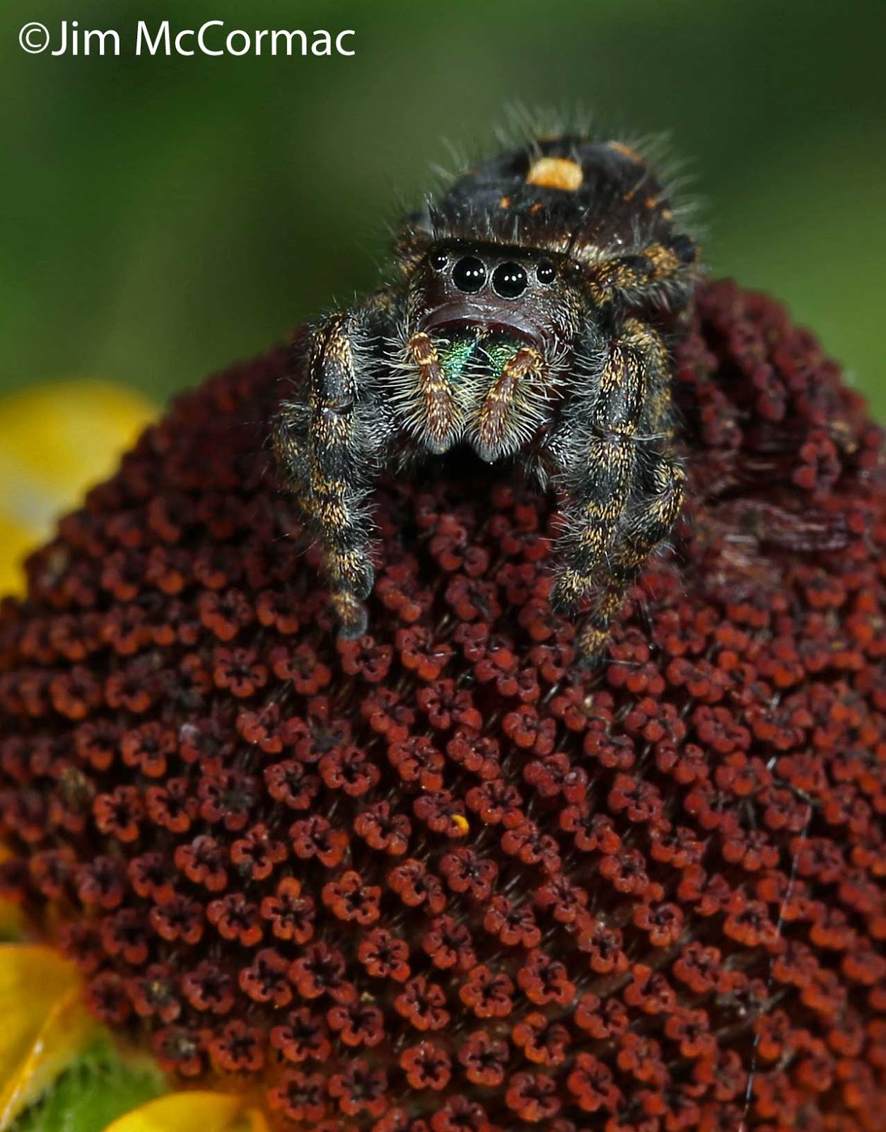 Ohio Birds and Biodiversity: Leap Day leapers!