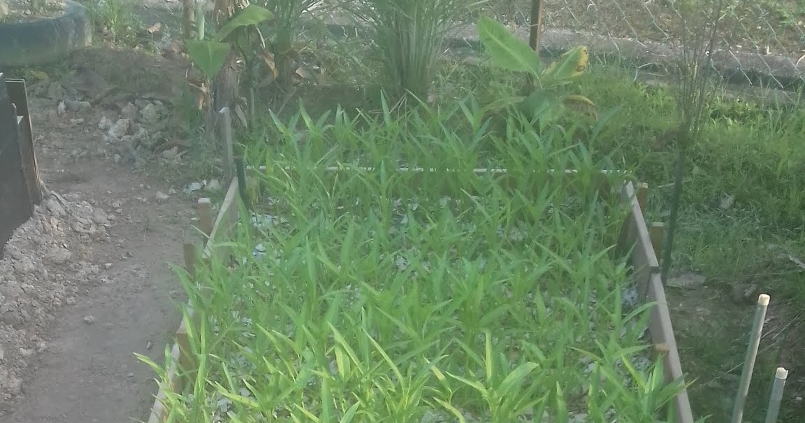 Jom Tanam Sayur ( JTS ) : Batas Timbun Baru - 3 Minggu KemudianJom ...