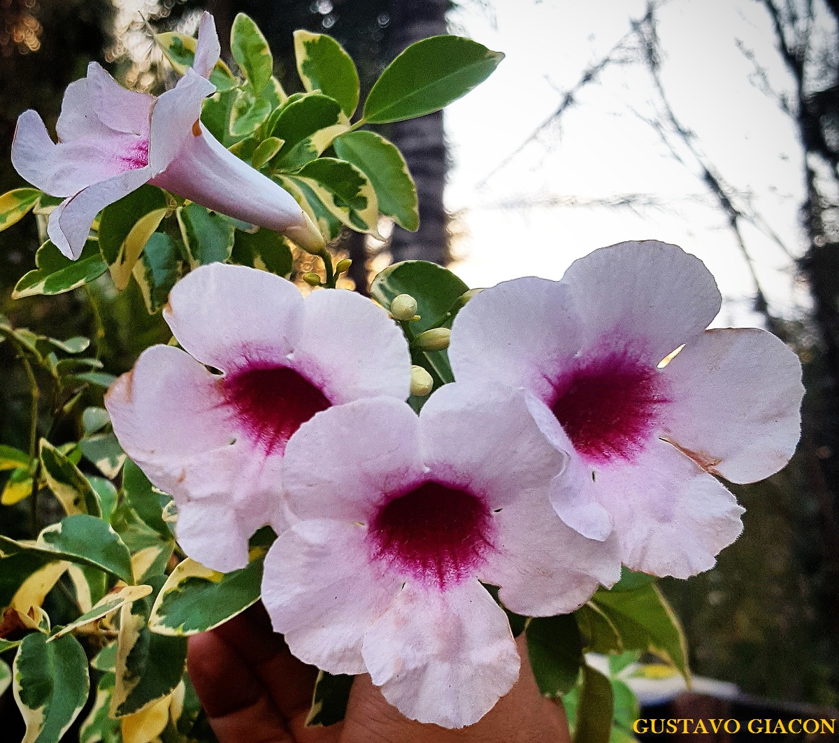 Viveiro Ciprest - Plantas Nativas e Exóticas: Pandórea de Folhas ...