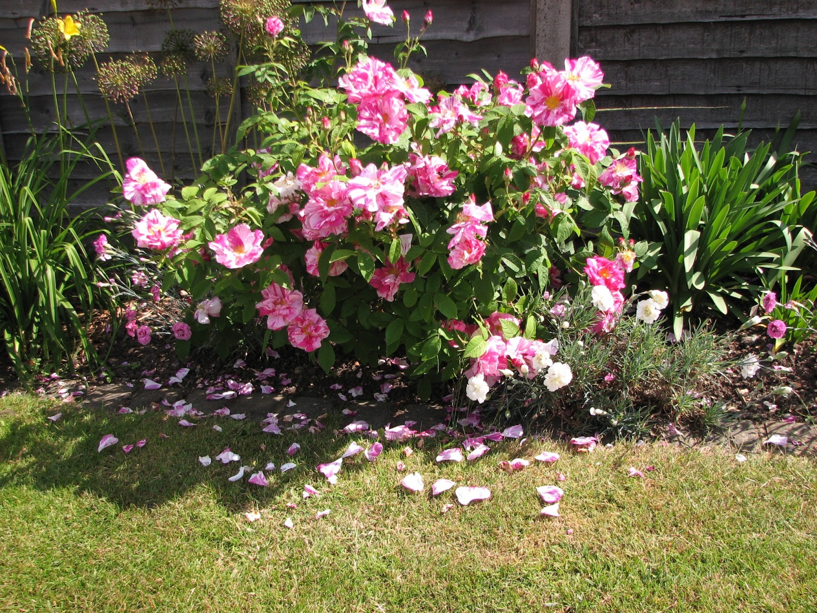 Purls In the Pool: The Roses in June