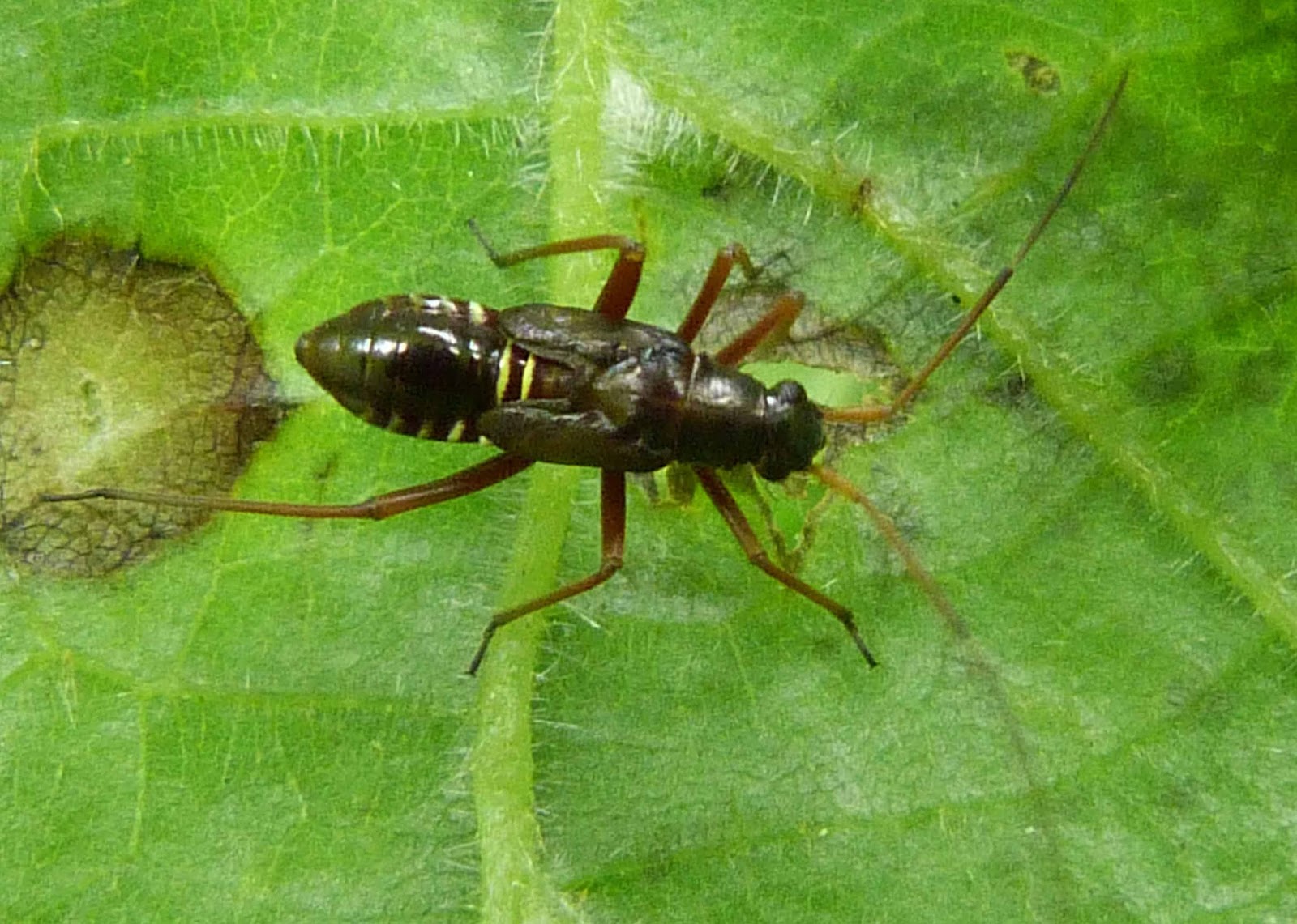 Insects of Scotland: True Bugs