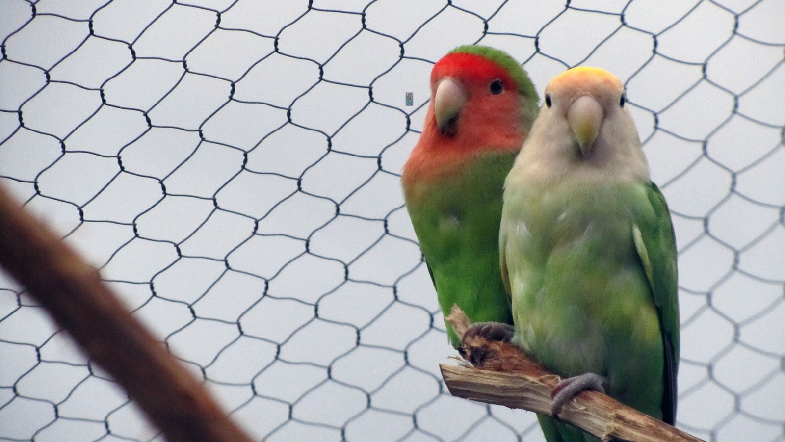 Aves do Fábio: Agapornis Roseicollis