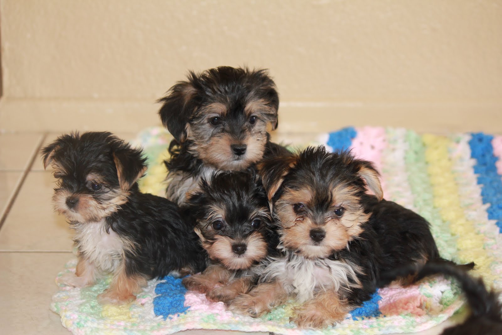 I *heart* Morkies!: We are 8 weeks old now!