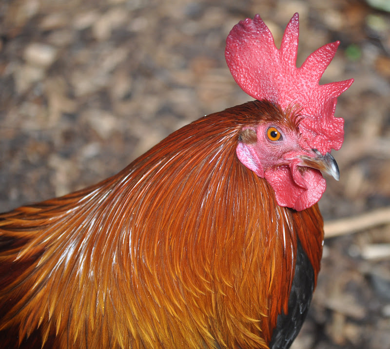 ZOOTOGRAFIANDO (6.100 ANIMALS): GALLO SALVAJE / RED JUNGLEFOWL (Gallus ...