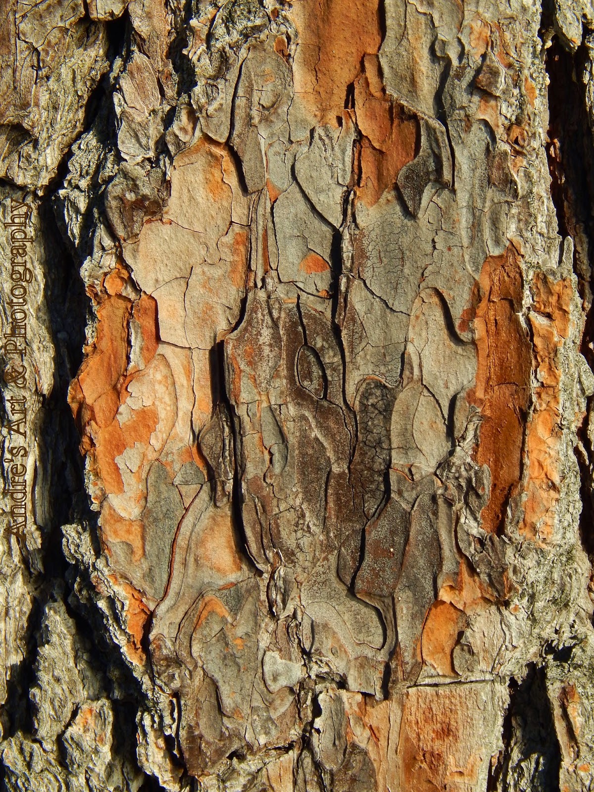 Through The Camera's Eyes: Andre's Photography Blog: Bark Of The Oak Tree