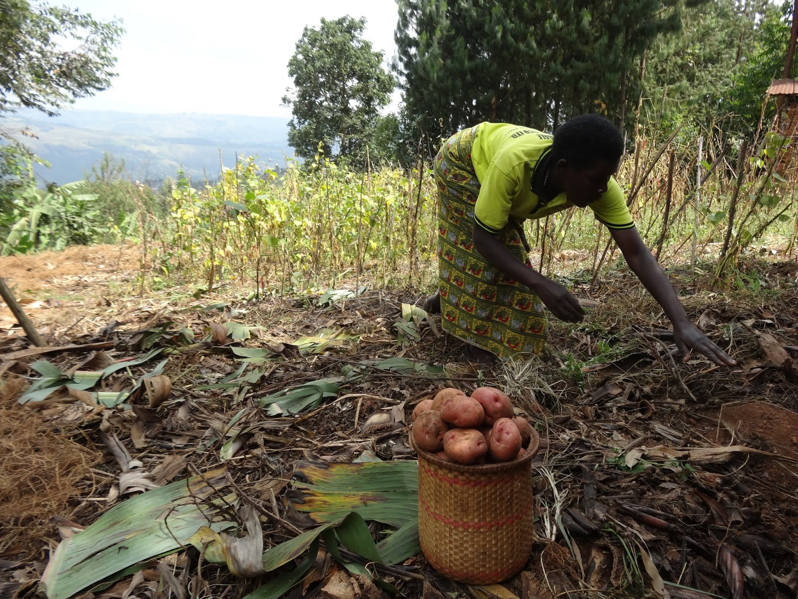 Word and Seed in Uganda: World Renew Work in Kabale