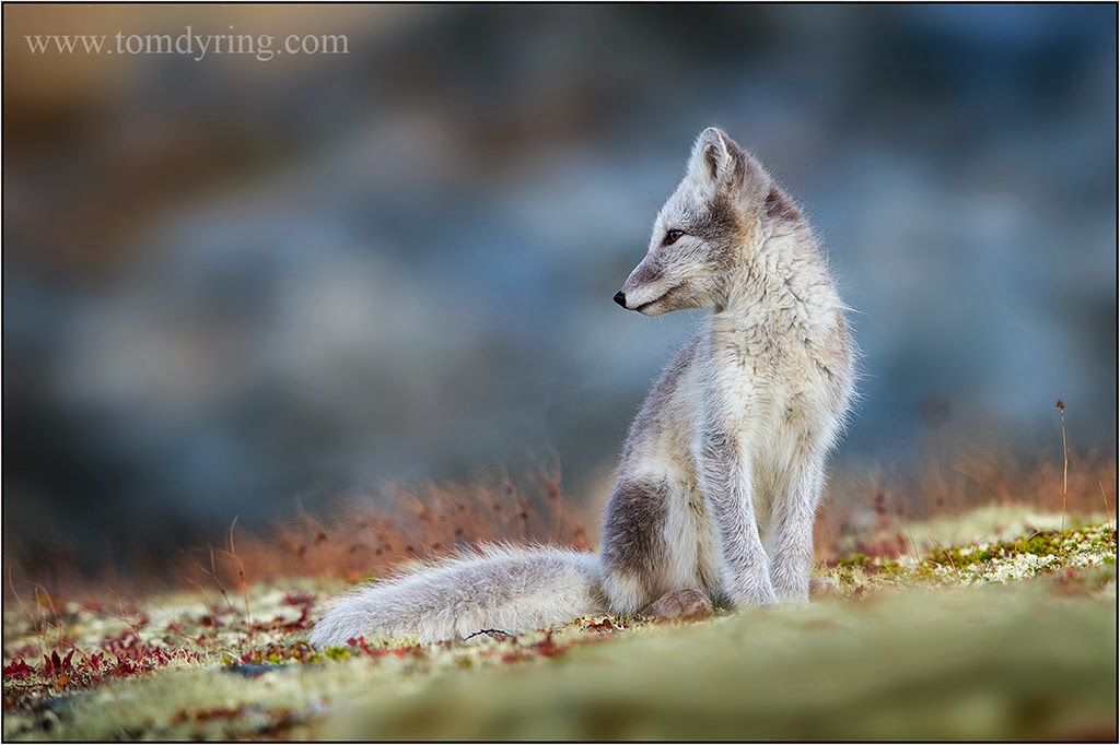 TOM DYRING WILDPHOTO / NN: FJELLREV / ARCTIC FOX