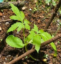 Huerto urbano, agricultura técnica, hidroponía: Cyclanthera pedata ...