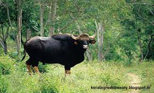 Wayanad- Green paradise of Kerala ~ Kerala Green Beauty