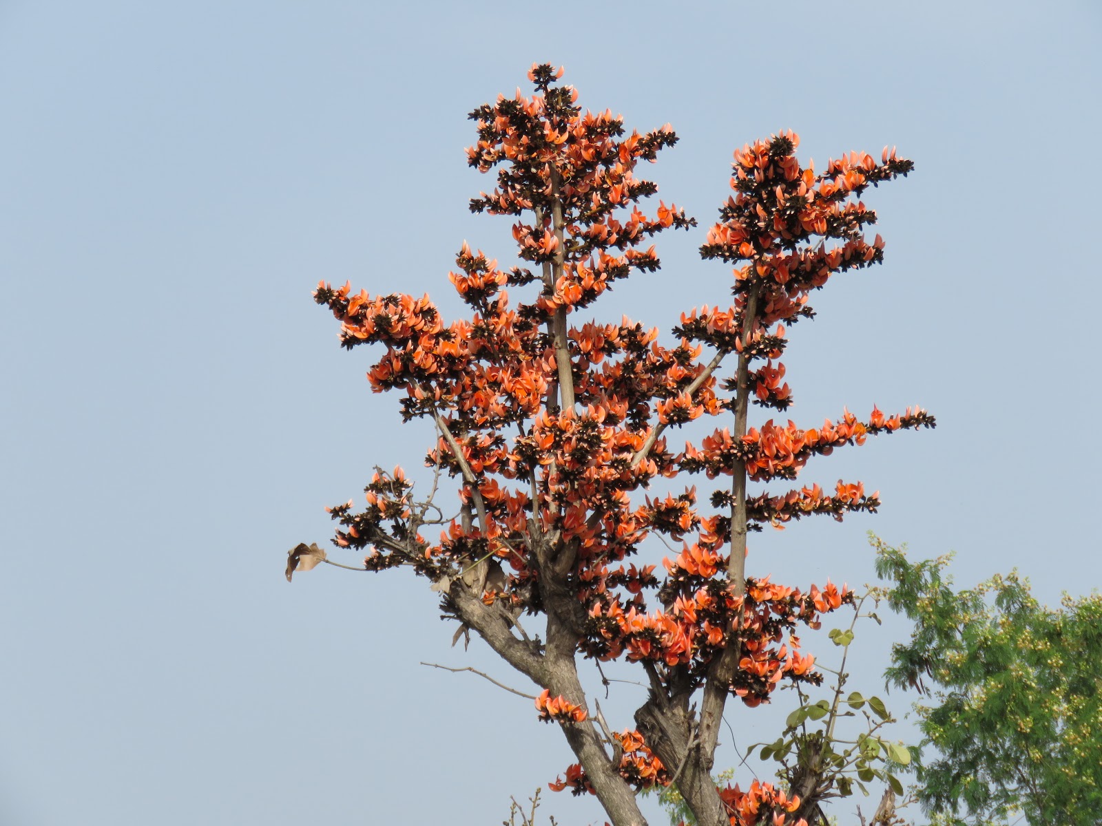 Palash Tree (Fire of Jungle)