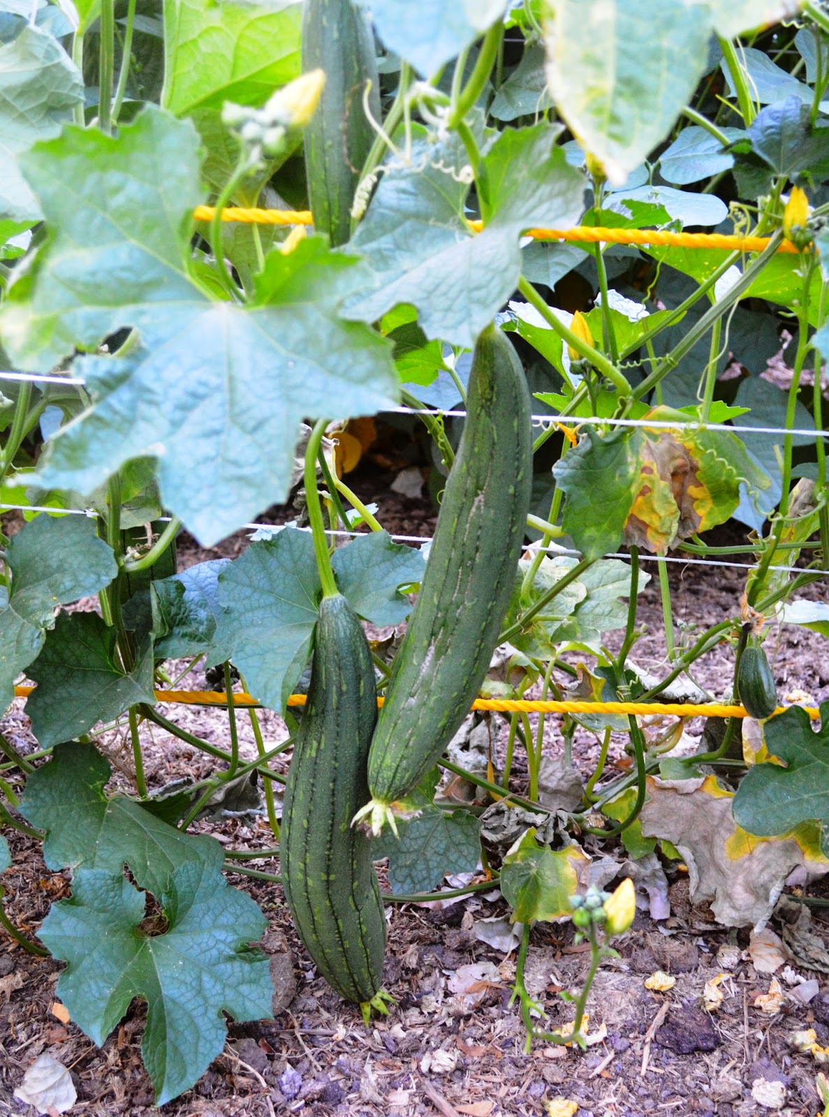Mountain House Garden: Luffa
