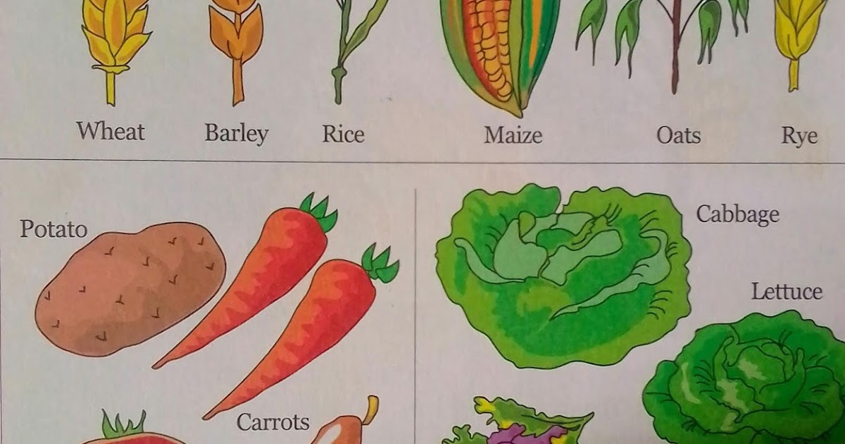 Open Learning Centre CLASSIFICATION OF CROPS DISTRIBUTION AND USES OF 