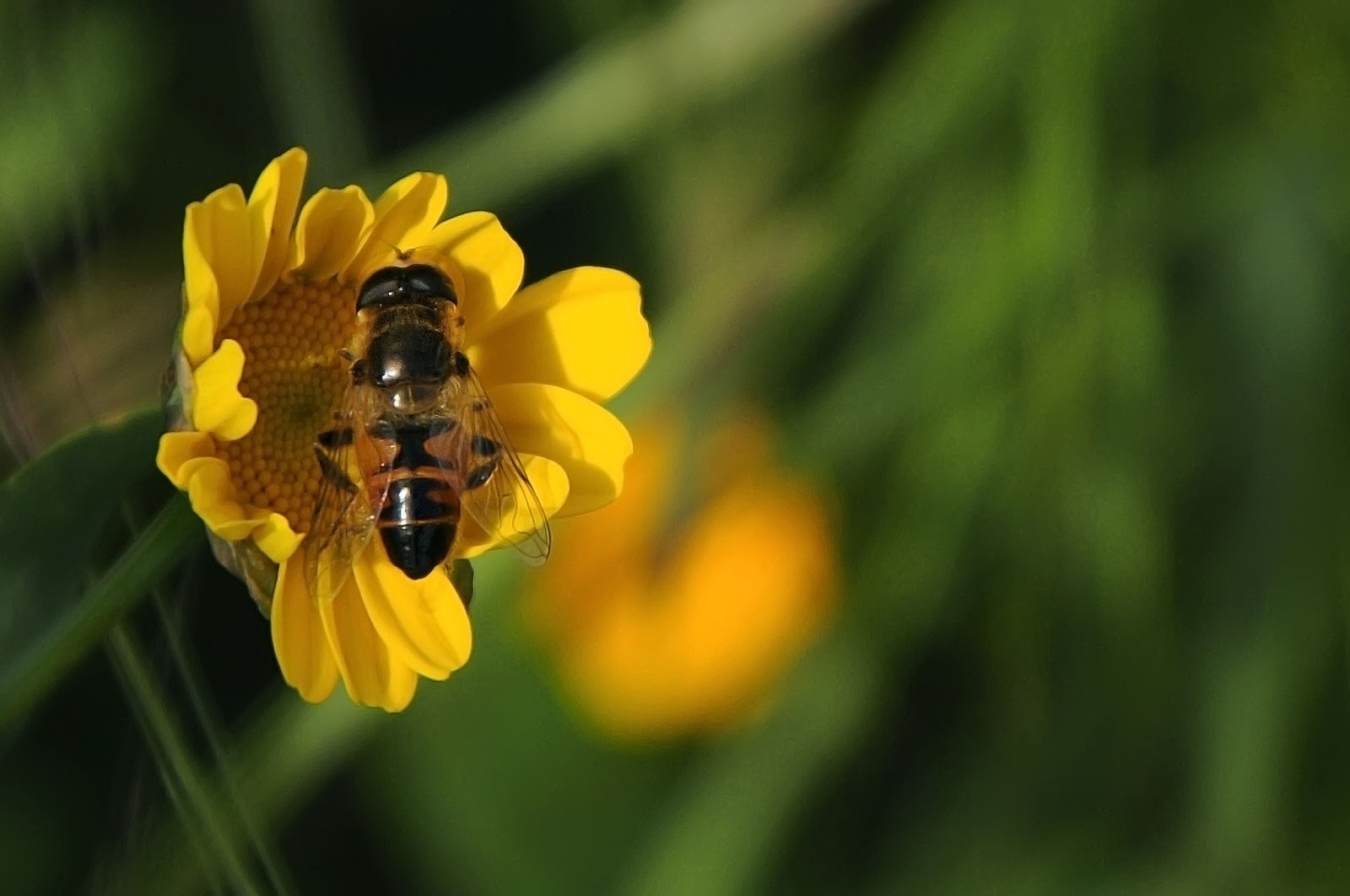 gli insetti: Sirfide