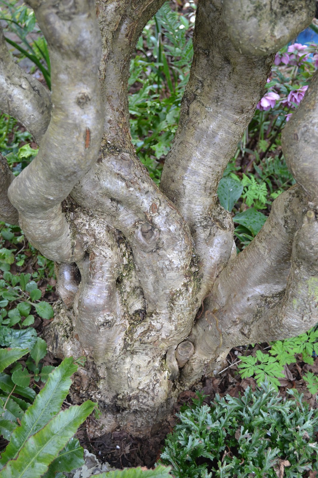 The Outlaw Gardener: Contorted