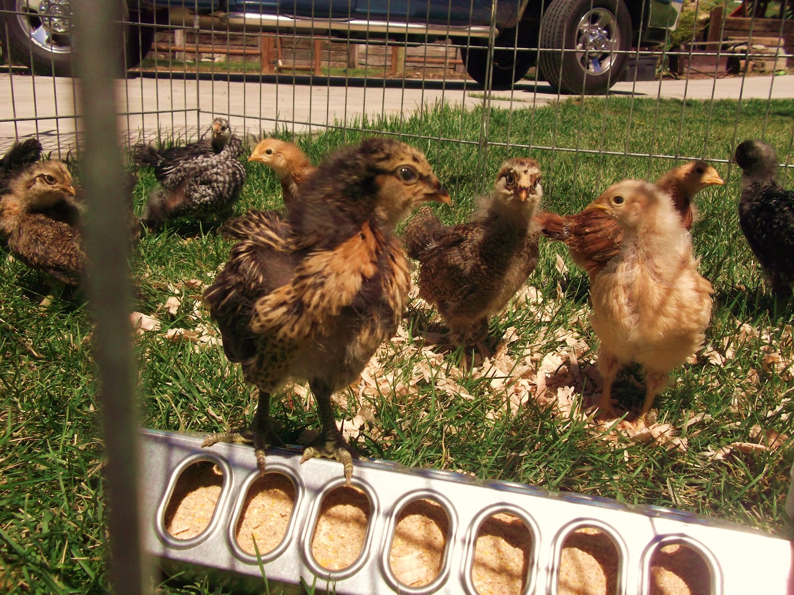 My Simple Country Living: My First Hen House Hop post...