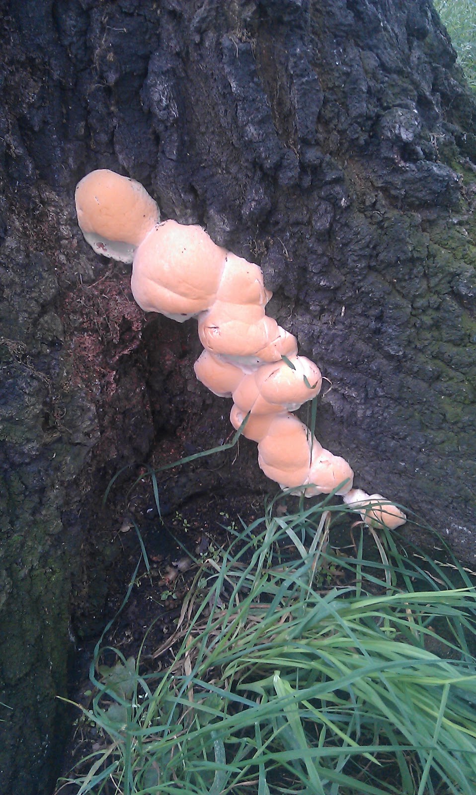 Oak Tree with Fungal Brackets. Not sure at this stage if it is Sulphur ...