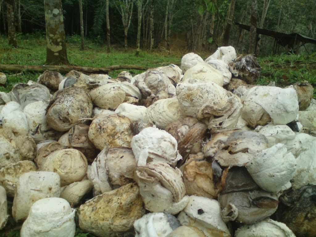 Cerita dari Lipis: Projek Tanam Getah