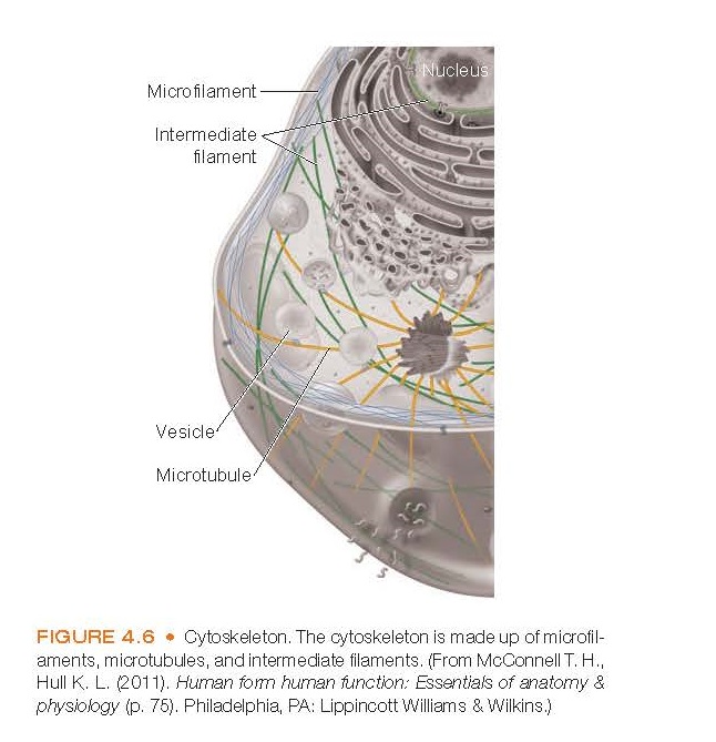 The Cytoskeleton - pediagenosis