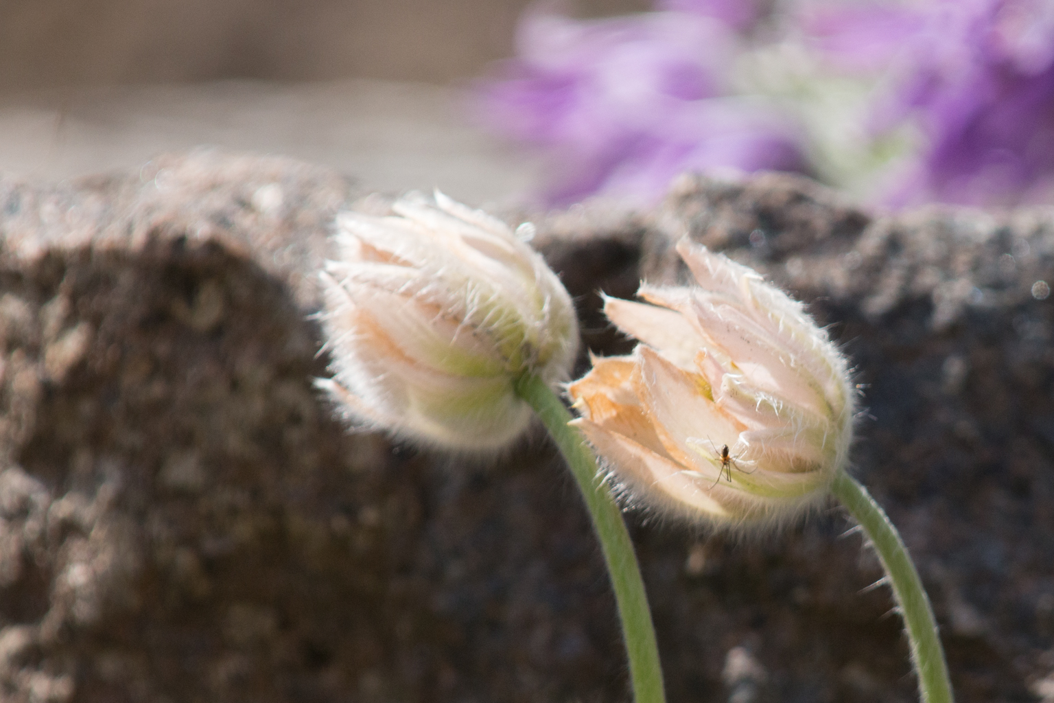 Pildid siit ja sealt: Ma ju lubasin Teile ilusaid lillede pilte