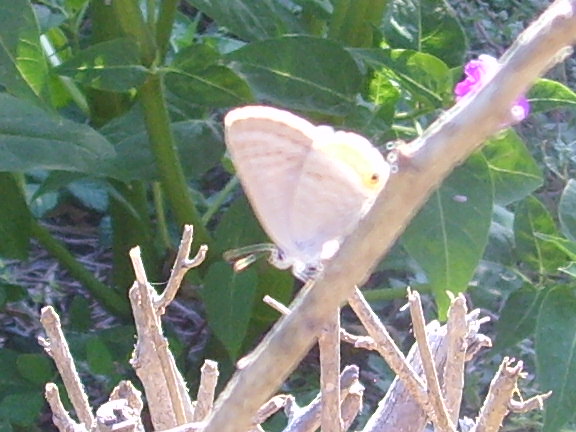 Linacre Blogger: Menorcan Insects