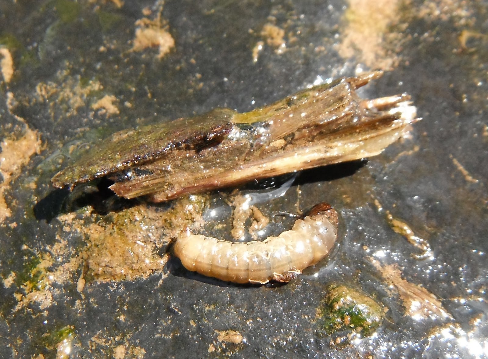 Western Maryland Fly Fishing: Upper Savage River May 4th and 5th