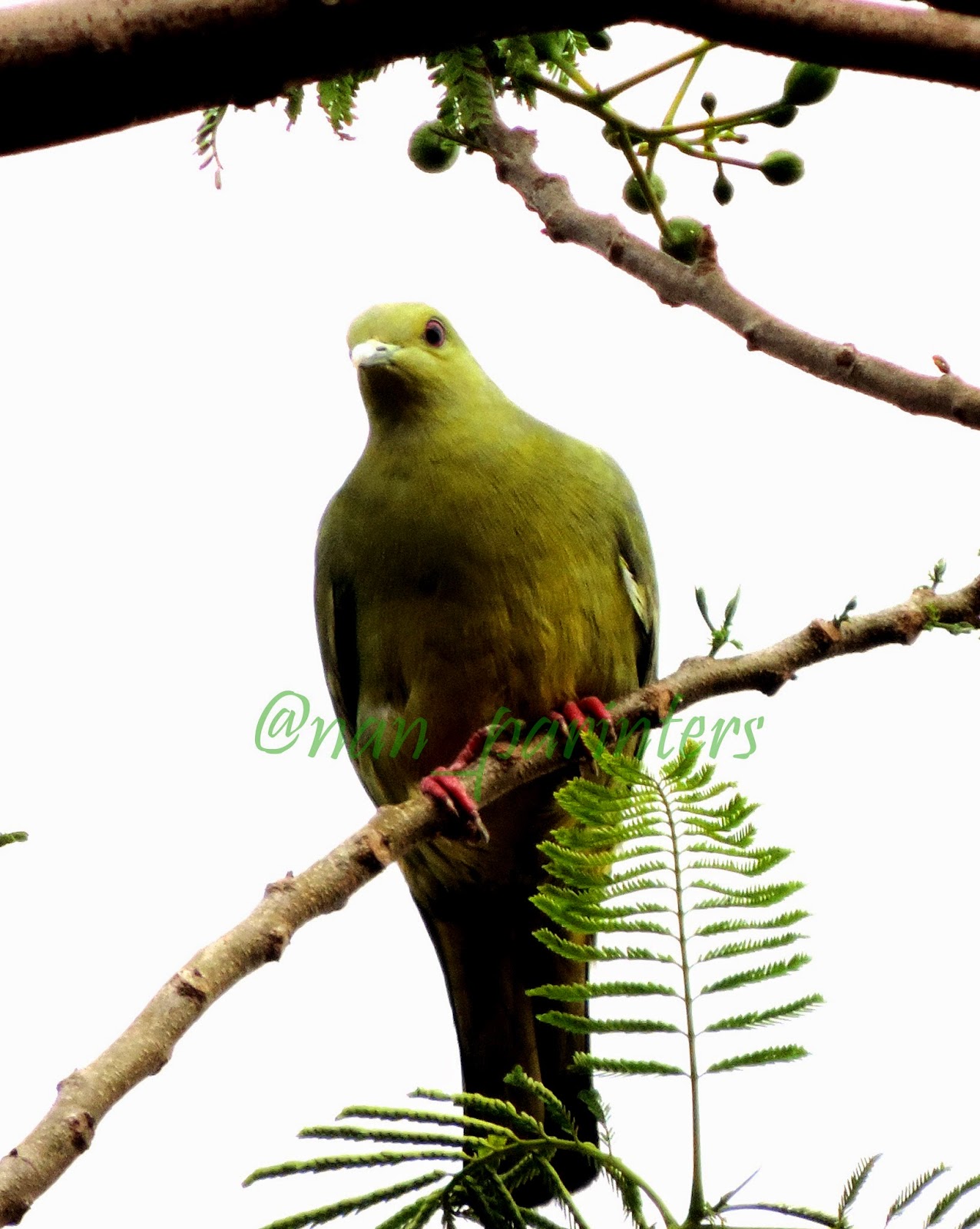 Si Cantik Hijau Punai Gading - Biological Bird Club "Ardea"
