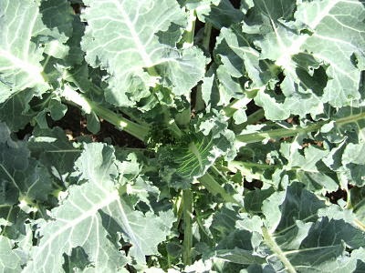 Wonderful Wild Sea Cabbage - The Backyard Larder