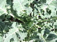 Wonderful Wild Sea Cabbage - The Backyard Larder