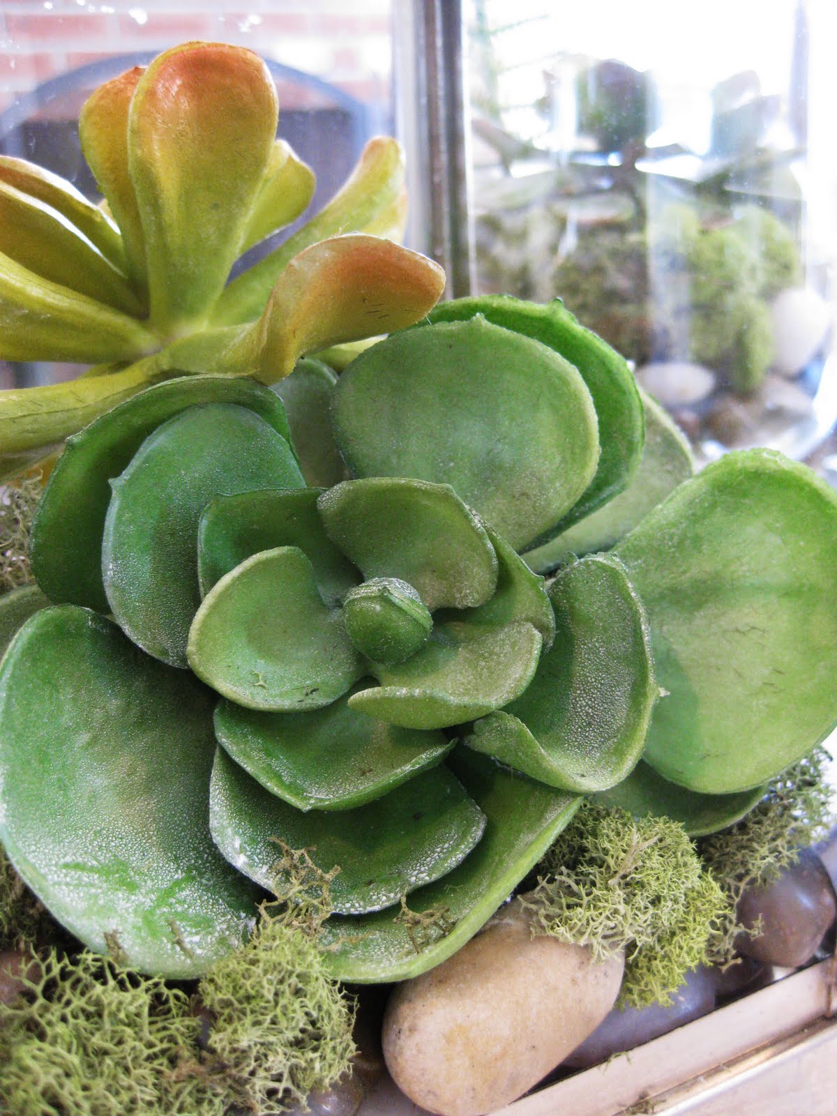 DIY Faux Terrariums