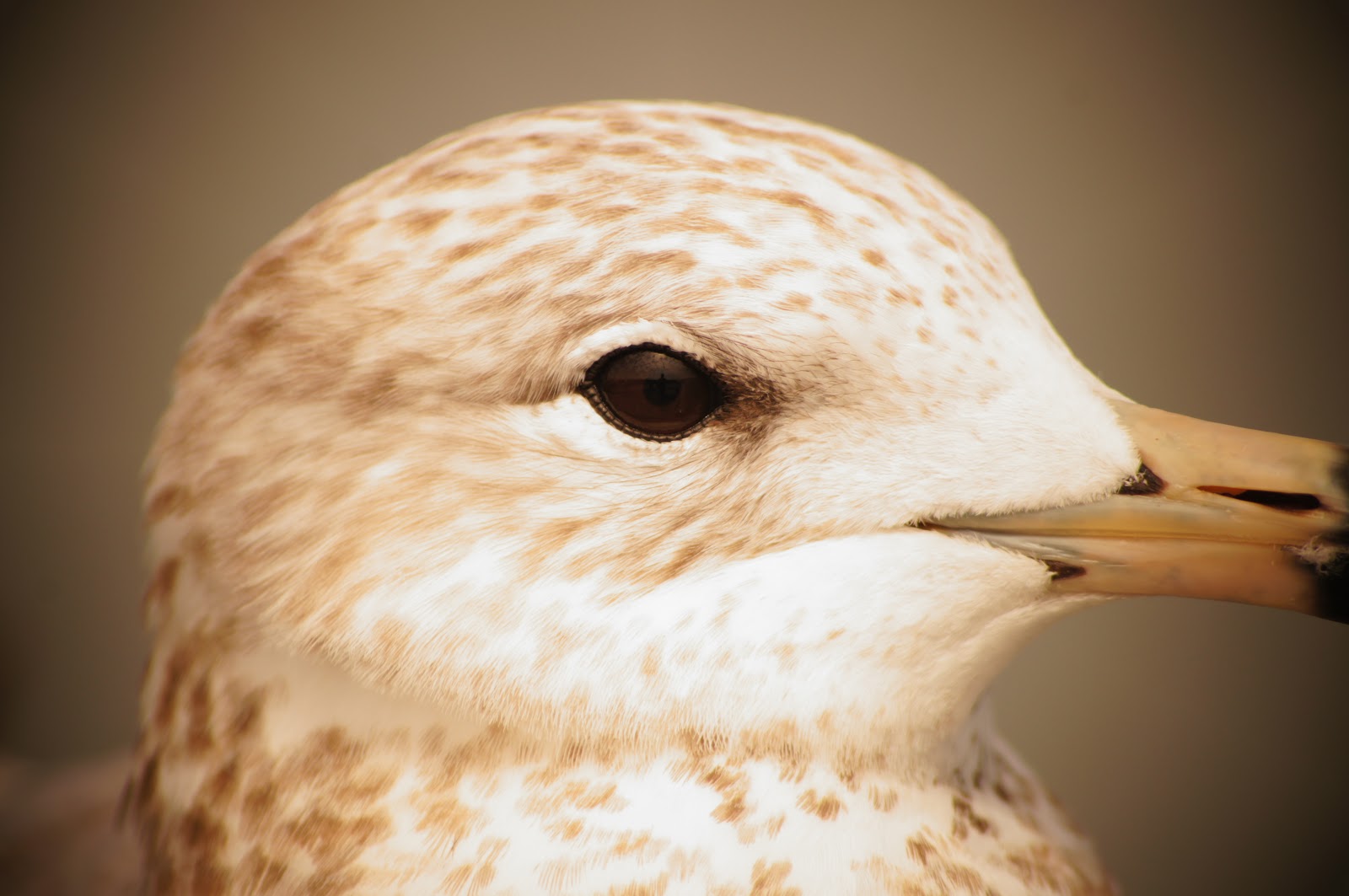 17 high resolution birds free pictures for blogs and commercial use