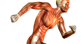 Cardio Trek - Toronto Personal Trainer: Fast Vs Slow Twitch Muscle Fibers