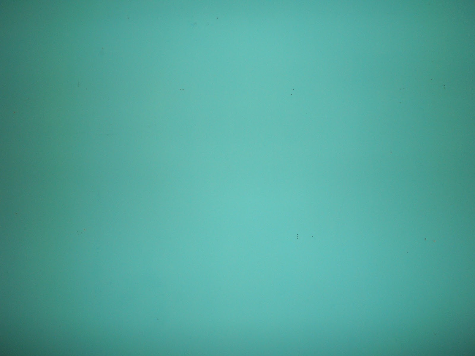 FETES EN FLEUR: Miami Vice Blue