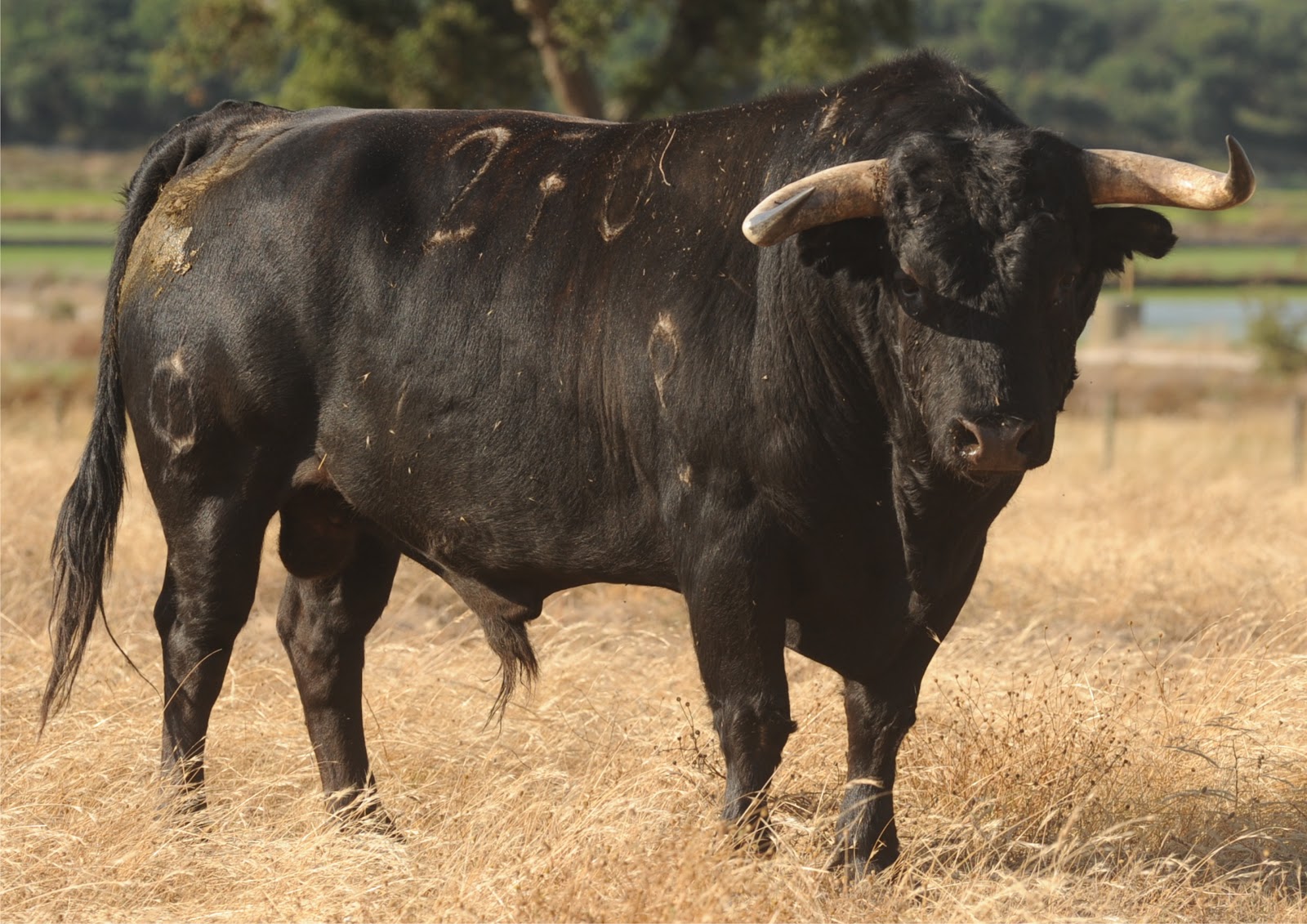 PLANETA DOS TOUROS - Para Aficionados: julho 2012