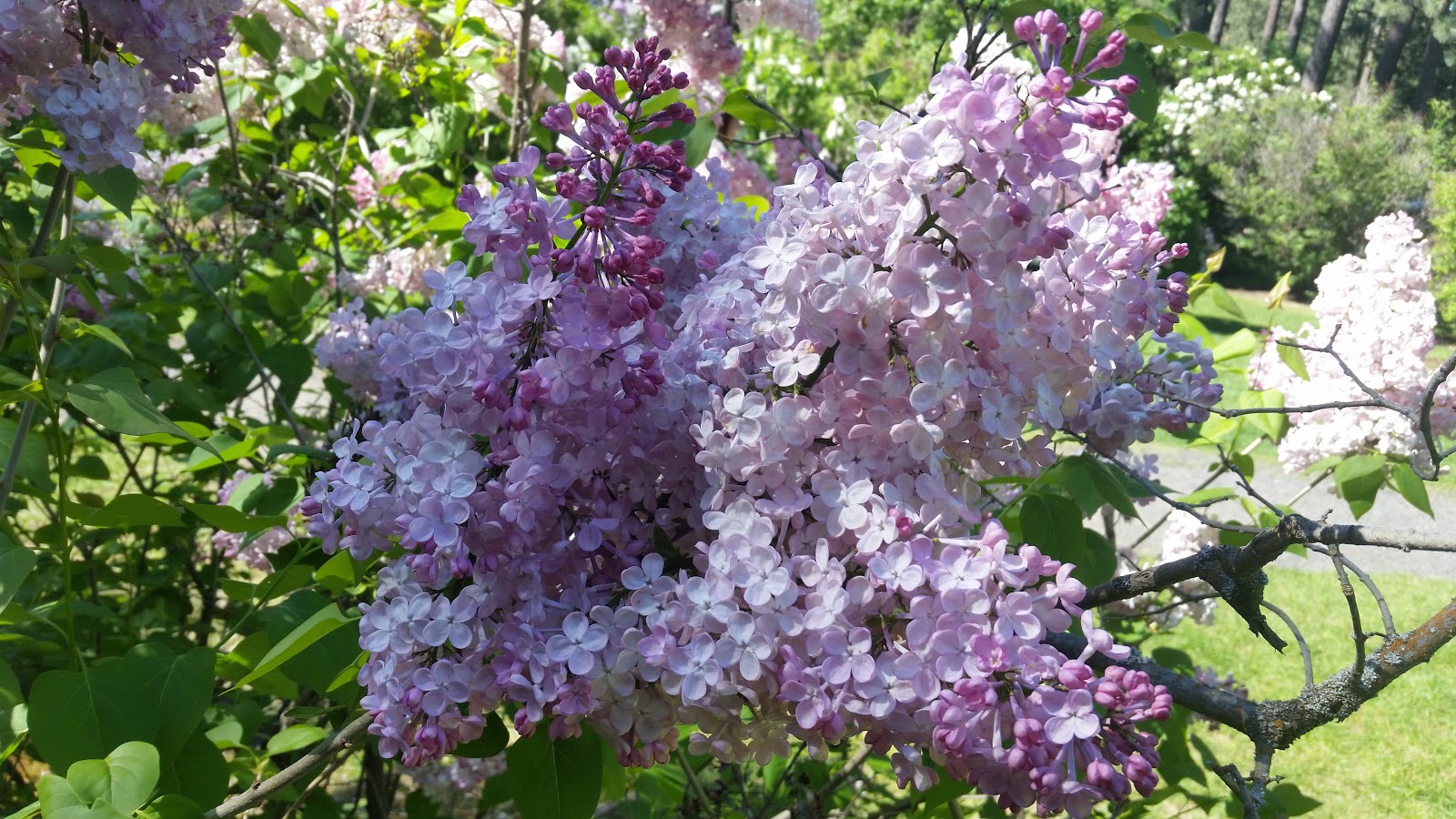 The Back Porch View: Spokane Blooms