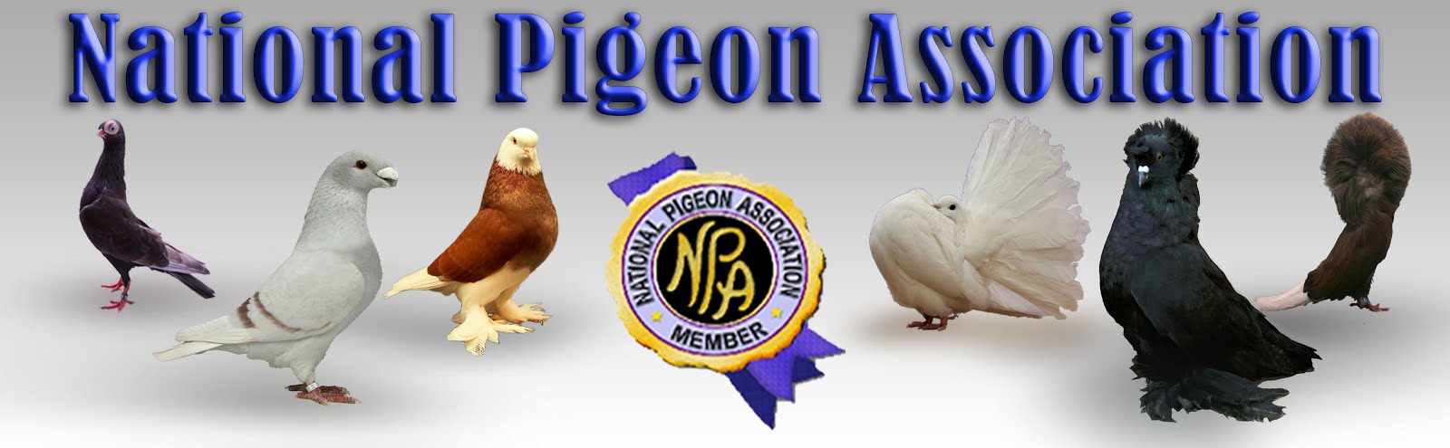 Santa Clara Valley Pigeon Club