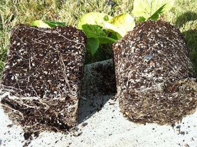 Giant Pumpkin Growing Tips From The Pumpkin Man: 1220 & 695 Johnson ...