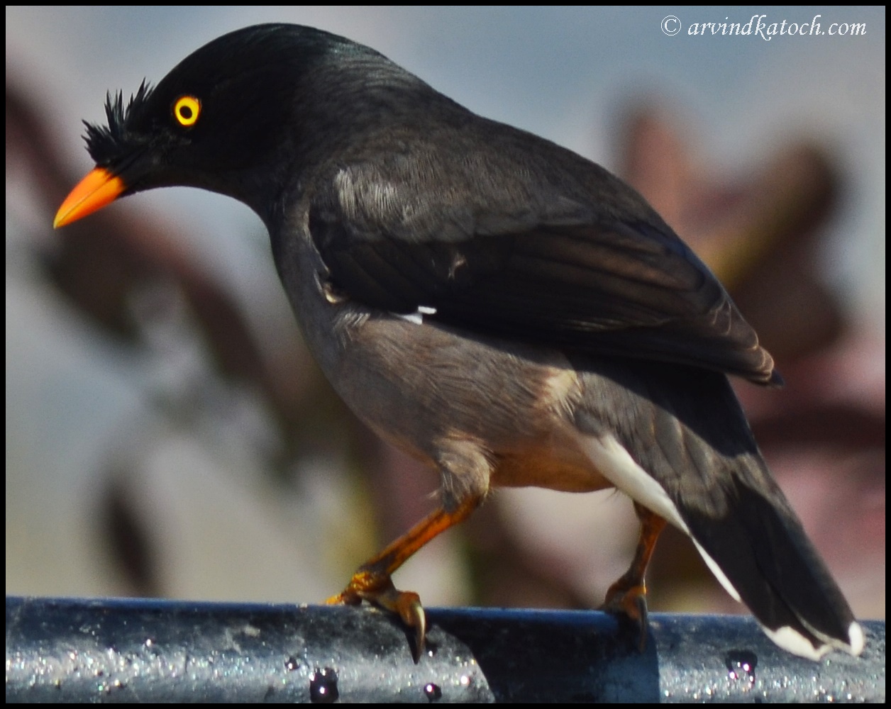 Jungle Myna Pictures and Detail (Acridotheres fuscus)