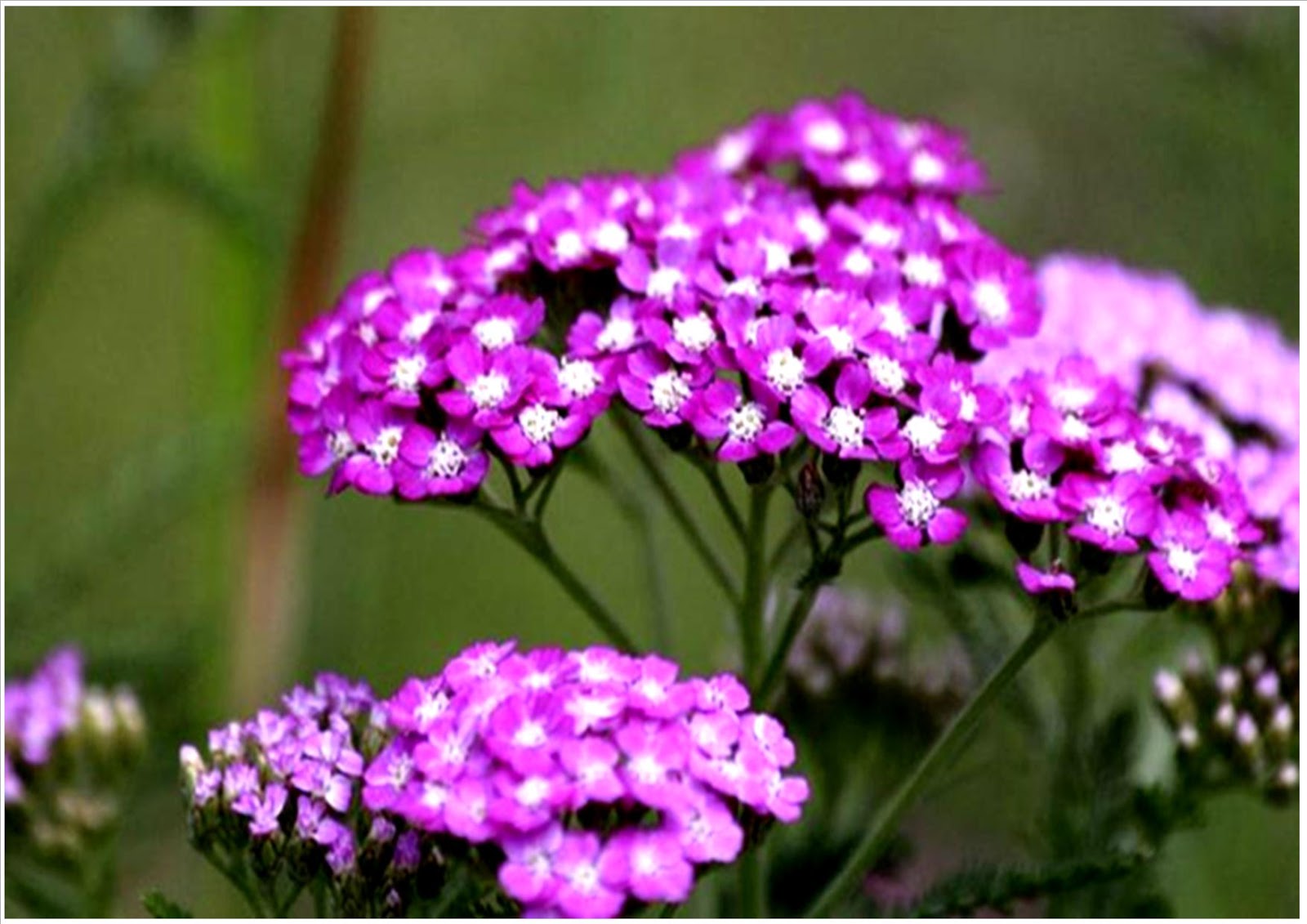 Gambar Aneka Bunga dan Keterangannya - hargamesinfotocopyterbaru