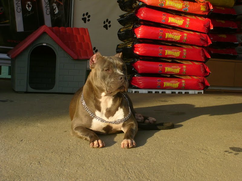 U.S BULLY FORCE BULGARIi =CRIAÇÃO NACIONAL= | American Bully Brasil ...