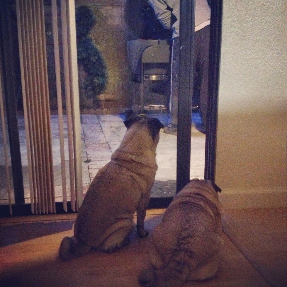 The Macy Dixie Line: Tips for Pug Friendly Grilling